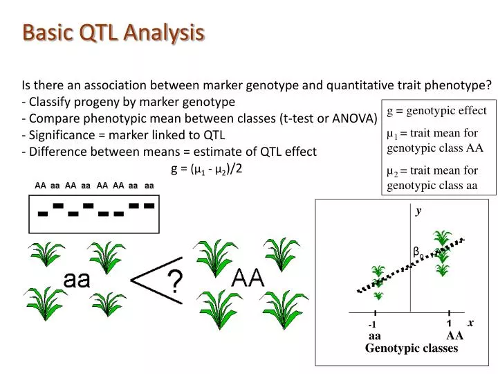 PPT - Basic QTL Analysis PowerPoint Presentation, free download - ID ...