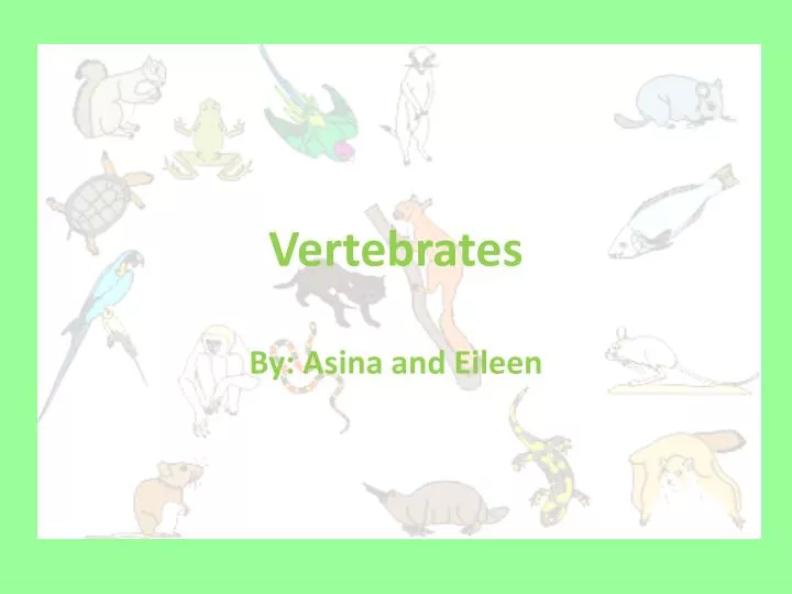 PPT - Vertebrates PowerPoint Presentation, free download - ID:2607762