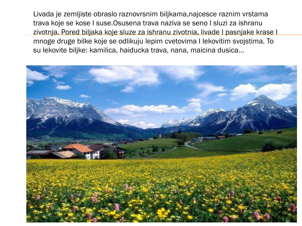 PPT - Prirodna zivotna zajednica livada I pasnjak PowerPoint ...