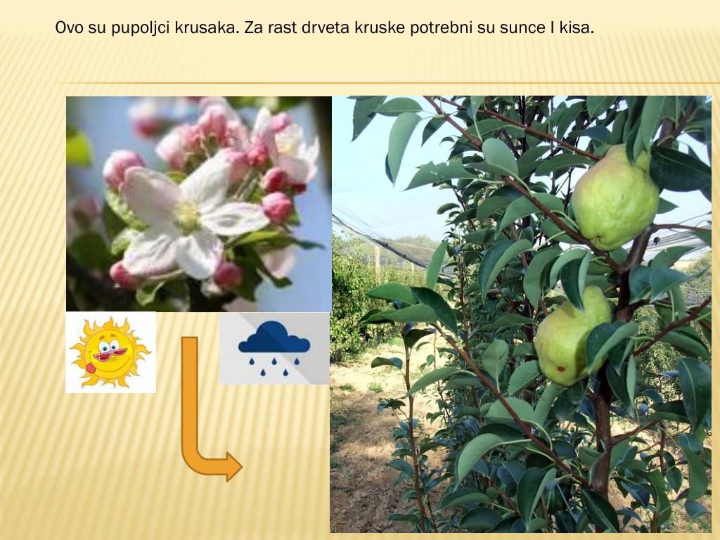 PPT - Prirodna zivotna zajednica livada I pasnjak PowerPoint ...