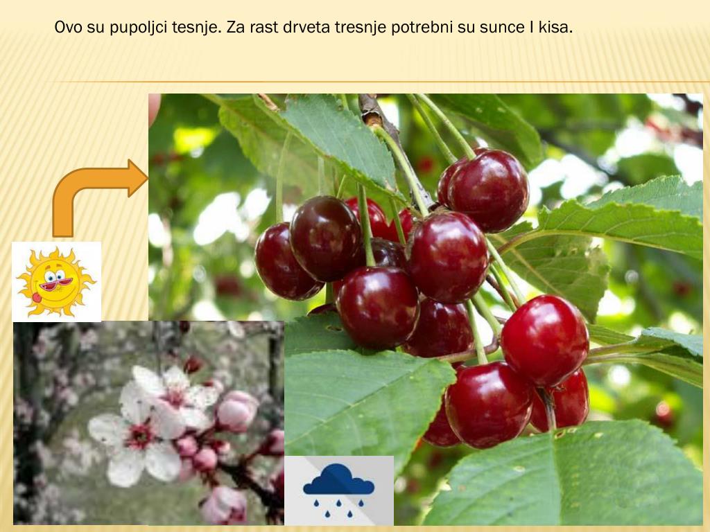 PPT - Prirodna zivotna zajednica livada I pasnjak PowerPoint ...