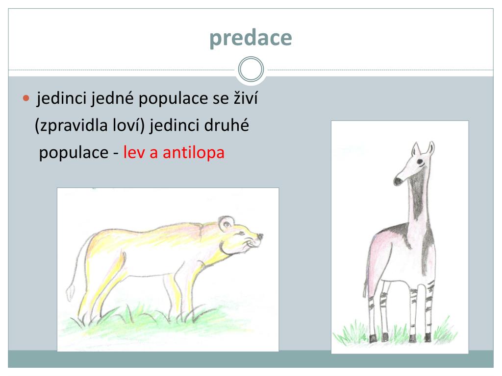 PPT - Příklady vztahů mezi populacemi PowerPoint Presentation, free ...