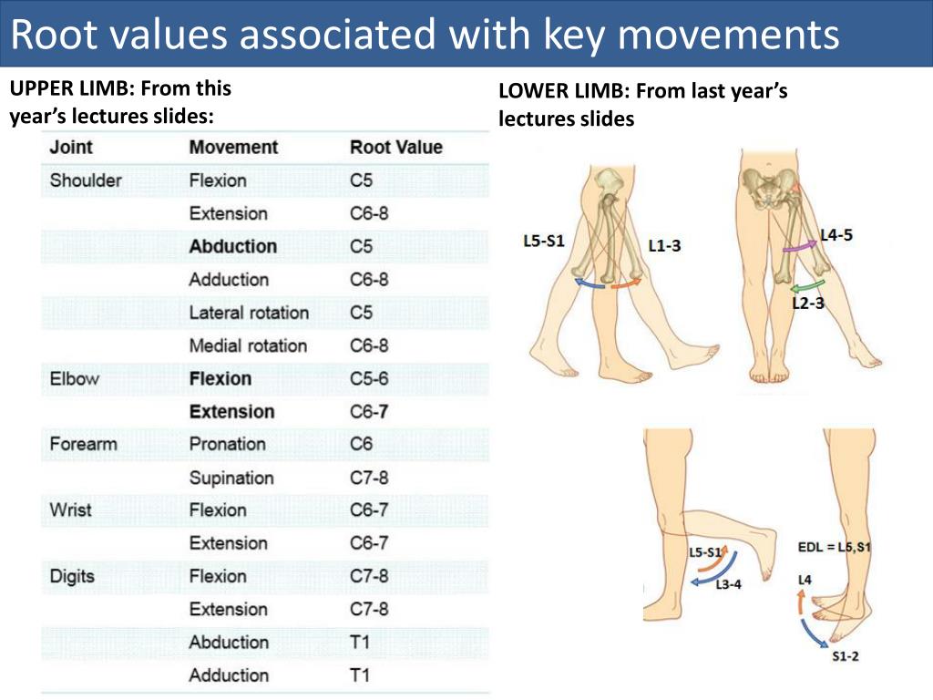 PPT Brachial Plexus Odds And Sods PowerPoint Presentation Free PPT Brachial Plexus Odds And Sods PowerPoint Presentation Free