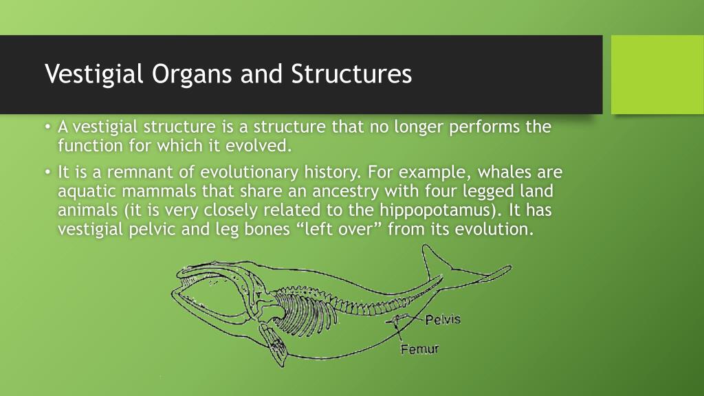PPT - Evidence of Evolution PowerPoint Presentation, free download - ID ...