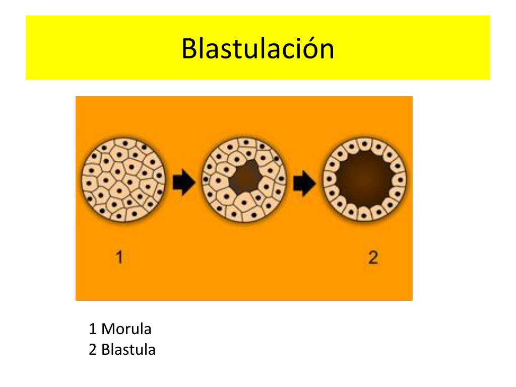PPT - Conceptos básicos de desarrollo embrionario animal PowerPoint ...