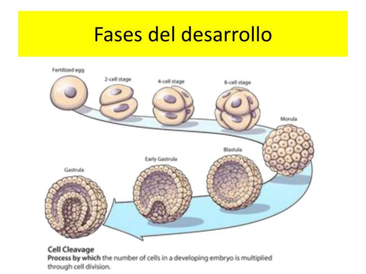 PPT - Conceptos básicos de desarrollo embrionario animal PowerPoint ...