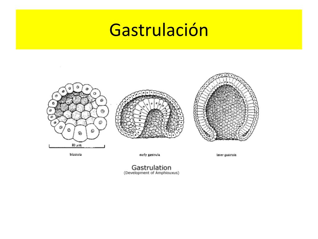 PPT - Conceptos básicos de desarrollo embrionario animal PowerPoint ...