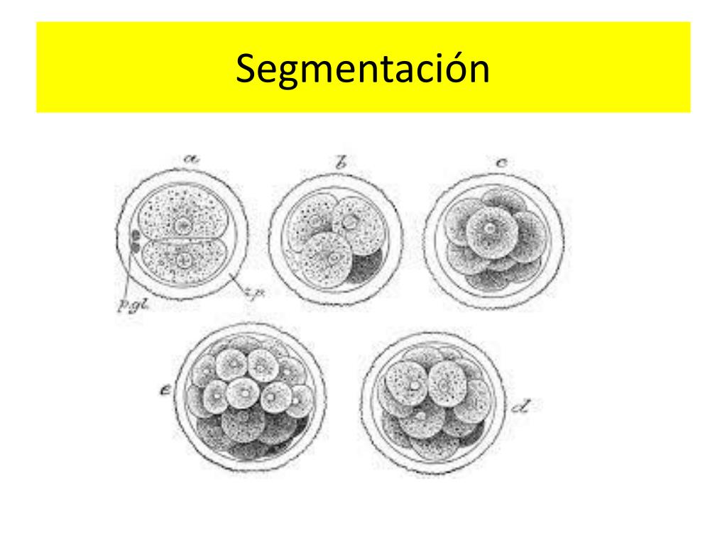 PPT - Conceptos básicos de desarrollo embrionario animal PowerPoint ...