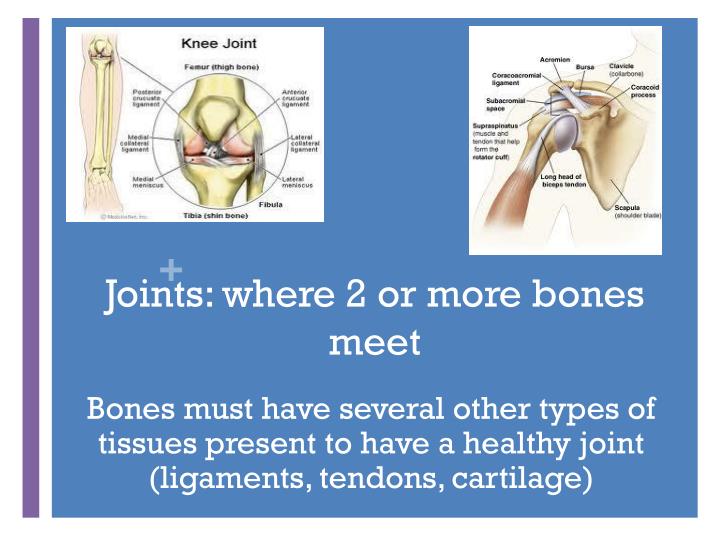 PPT - The Skeletal and Muscular Systems PowerPoint Presentation - ID ...