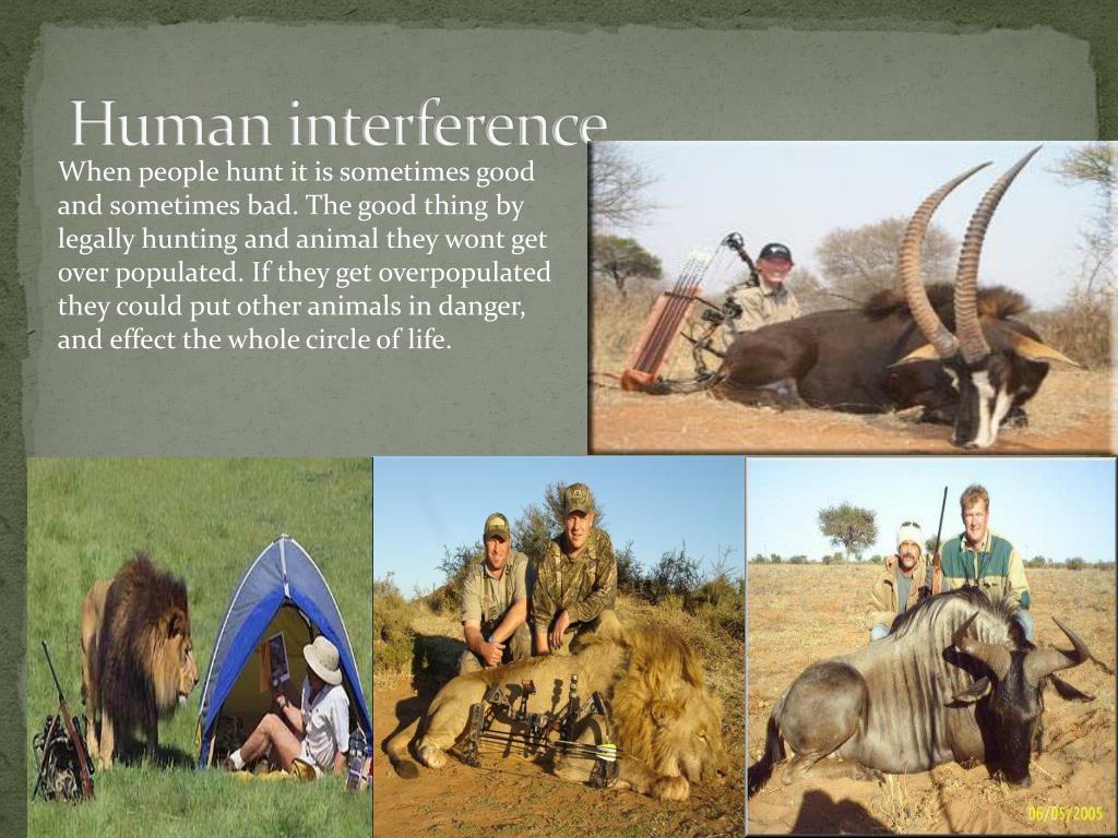 PPT - African Grasslands. By Christian Santos PowerPoint Presentation ...