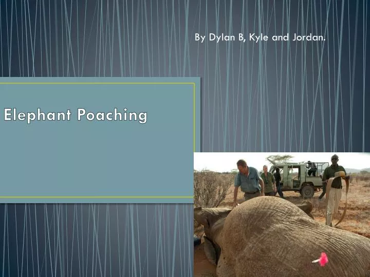 PPT - Elephant Poaching PowerPoint Presentation, free download - ID:2611613