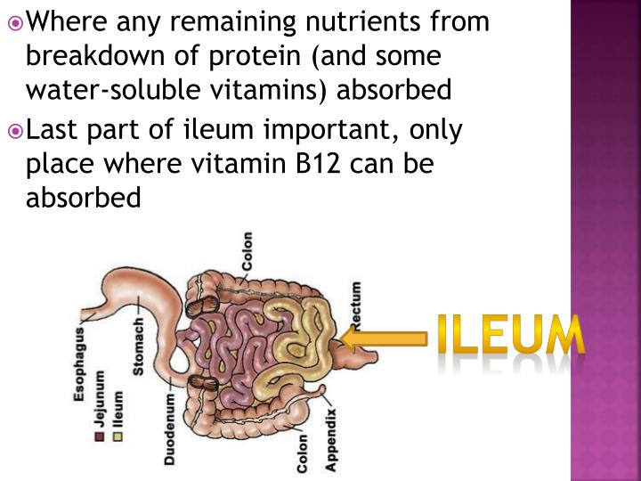 PPT - The Digestive System PowerPoint Presentation - ID:2611832