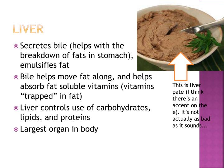 PPT - The Digestive System PowerPoint Presentation - ID:2611832
