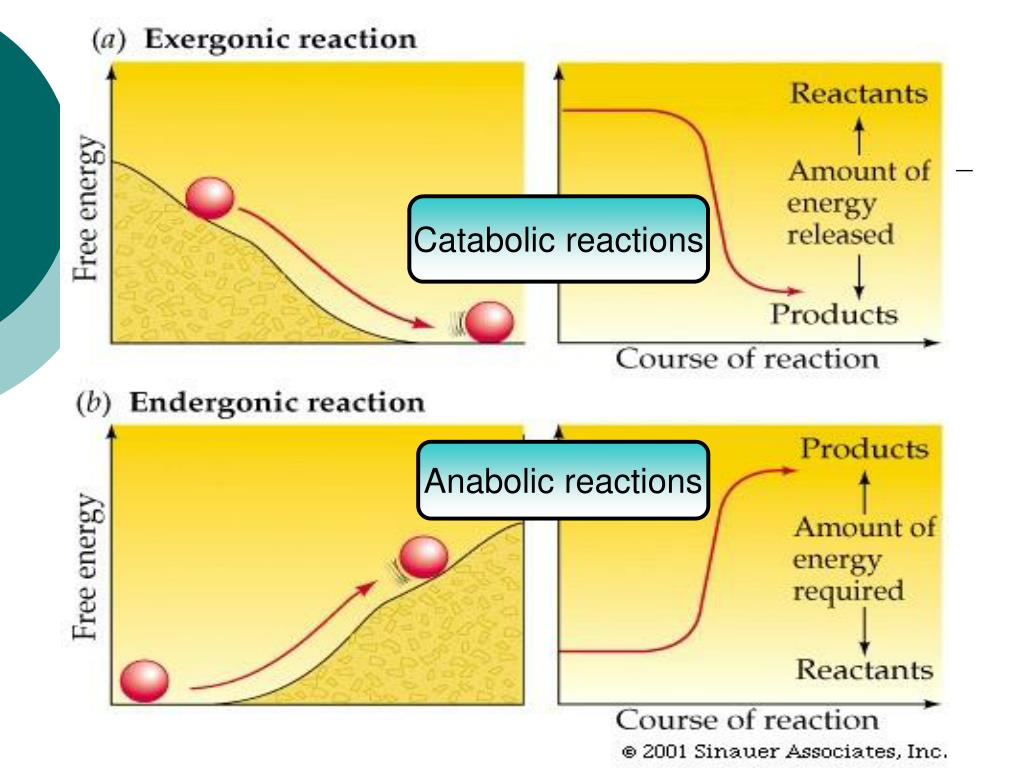 PPT - The 2 nd Law of Thermodynamics PowerPoint Presentation, free ...