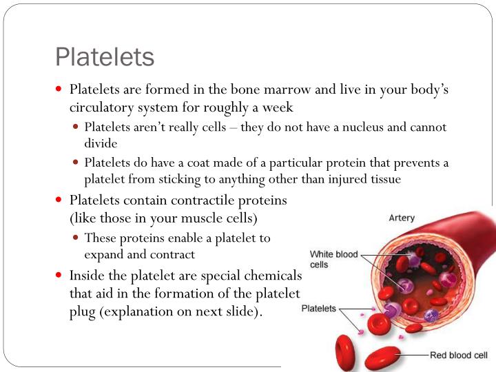 PPT - Wounds & Healing PowerPoint Presentation - ID:2612806