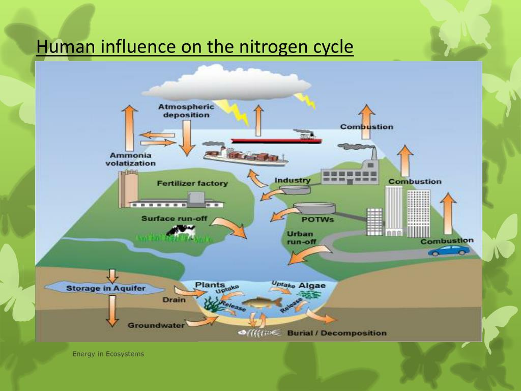 PPT - Human influence on the nitrogen cycle PowerPoint Presentation ... PPT - Human influence on the nitrogen cycle PowerPoint Presentation ...