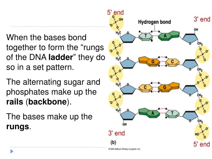 PPT - Cell Biology: DNA PowerPoint Presentation - ID:2613037