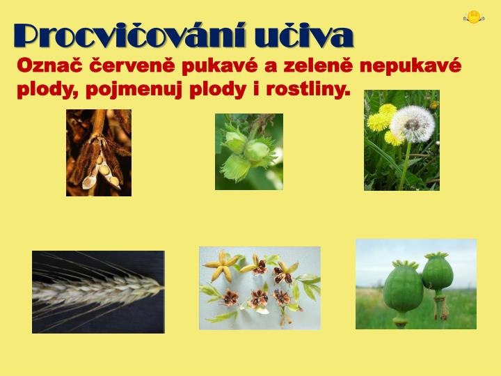 PPT - Plody a semena PowerPoint Presentation - ID:2613252