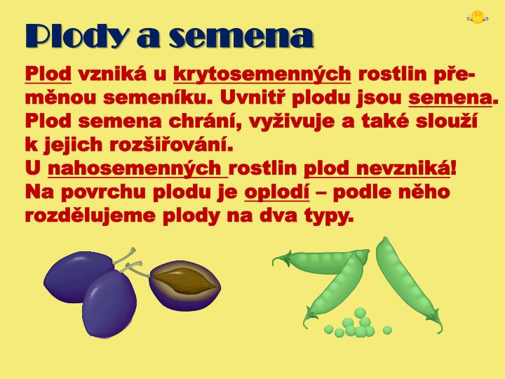 PPT - Plody a semena PowerPoint Presentation - ID:2613252