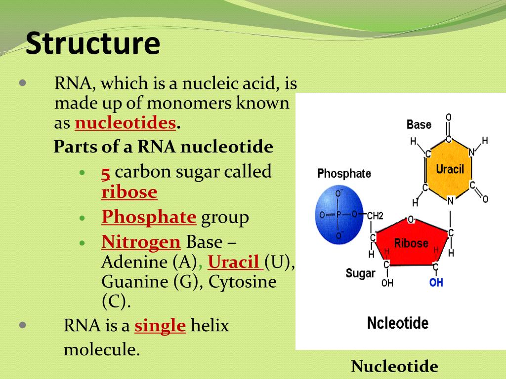 PPT - DNA, Replication, RNA, Protein Synthesis PowerPoint Presentation ... PPT - DNA, Replication, RNA, Protein Synthesis PowerPoint Presentation ...