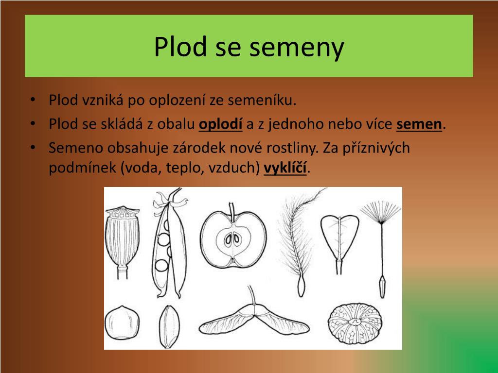 PPT - S emenné rostliny 4. ročník PowerPoint Presentation, free ...