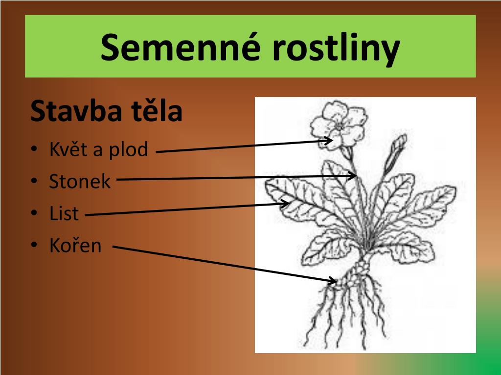 PPT - S emenné rostliny 4. ročník PowerPoint Presentation, free ...