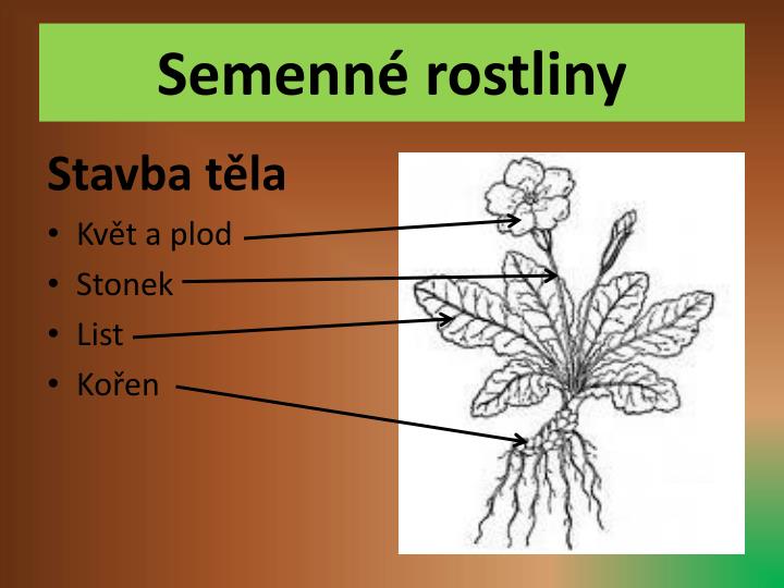 PPT - S emenné rostliny 4. ročník PowerPoint Presentation - ID:2613359