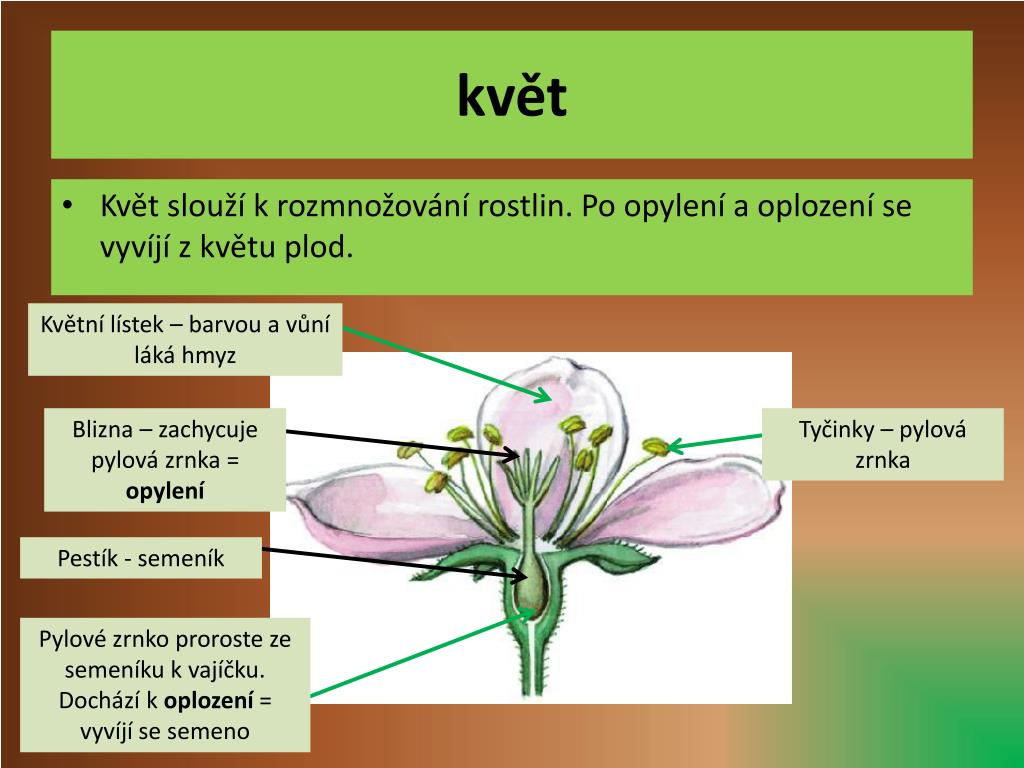 PPT - S emenné rostliny 4. ročník PowerPoint Presentation, free ...