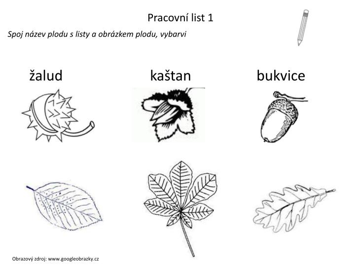 PPT - LISTNATÉ STROMY PowerPoint Presentation - ID:2613372