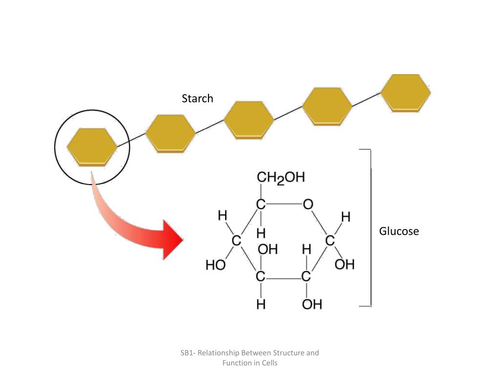 PPT - Biochemistry Notes PowerPoint Presentation, free download - ID ...