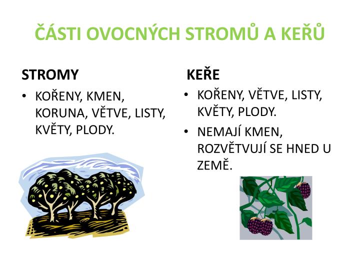 PPT - OVOCNÉ STROMY A KEŘE PowerPoint Presentation - ID:2613378