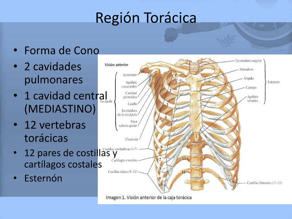 PPT - Región Torácica , Pleura y Pulmón PowerPoint Presentation, free ...