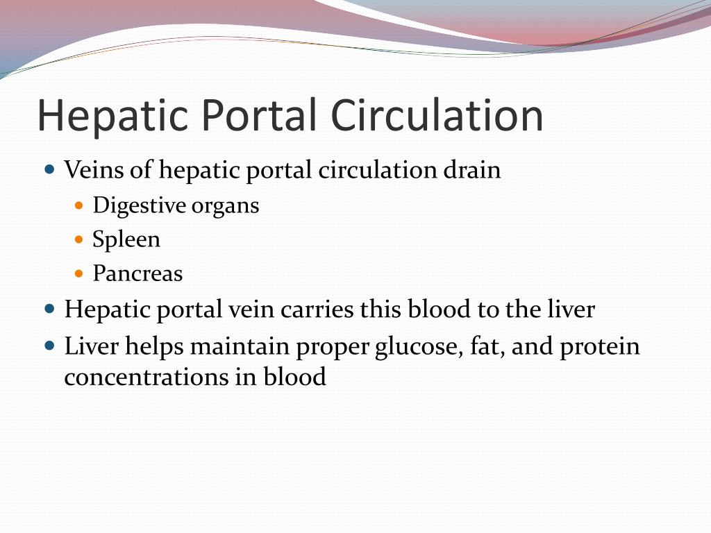 PPT - Exercise 21: Anatomy of Blood Vessels PowerPoint Presentation ...