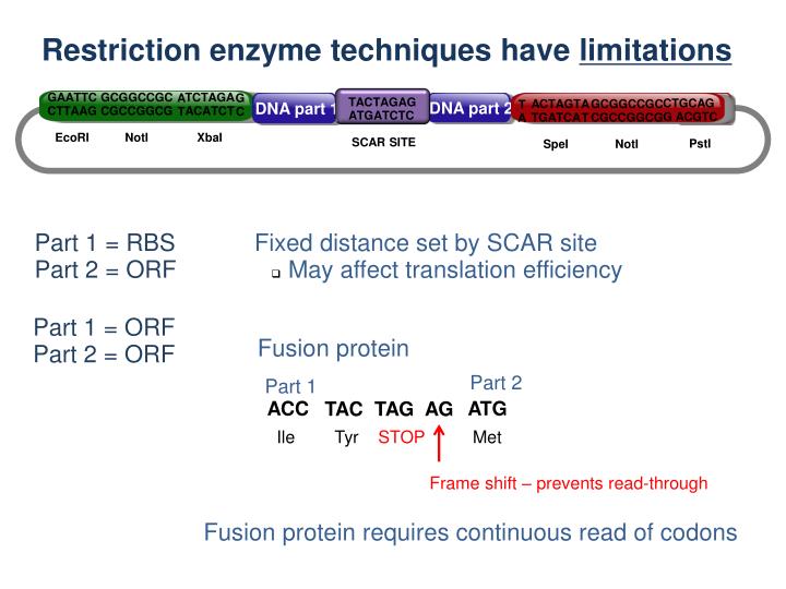 PPT - DNA aSsEmBlY tEcHnIqUes PowerPoint Presentation - ID:2615880