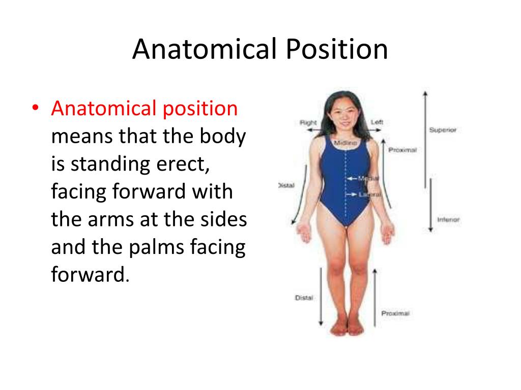 PPT Body Planes And Directional Terms PowerPoint Presentation Free PPT Body Planes And Directional Terms PowerPoint Presentation Free