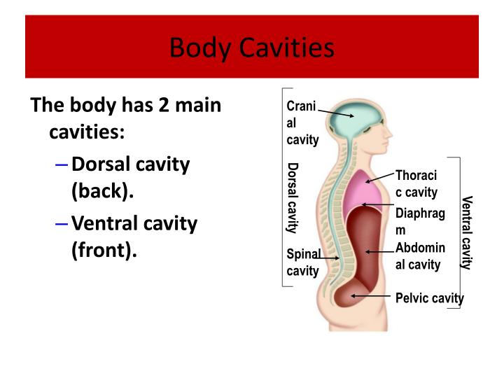 Body Cavities