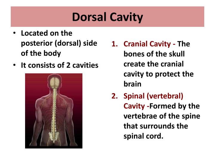 PPT - Body Planes and Directional Terms PowerPoint Presentation - ID ...