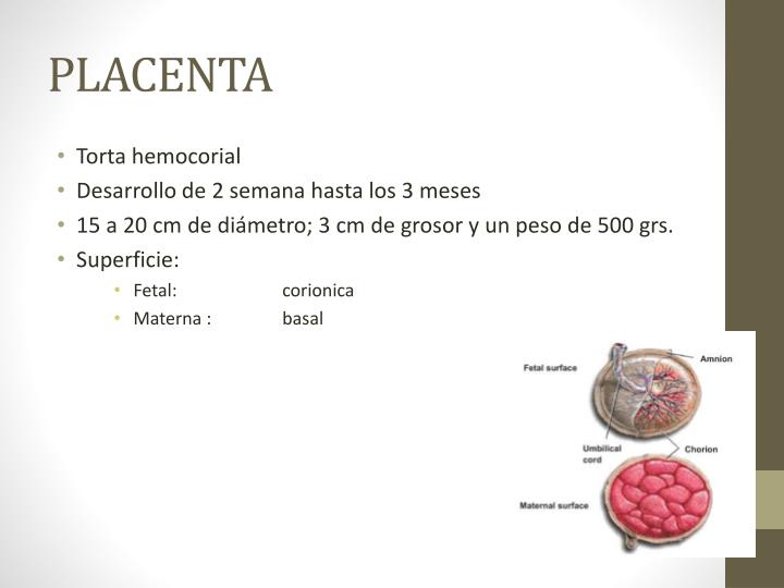 PPT - LA PLACENTA Y SU FISIOLOGIA PowerPoint Presentation - ID:2616331