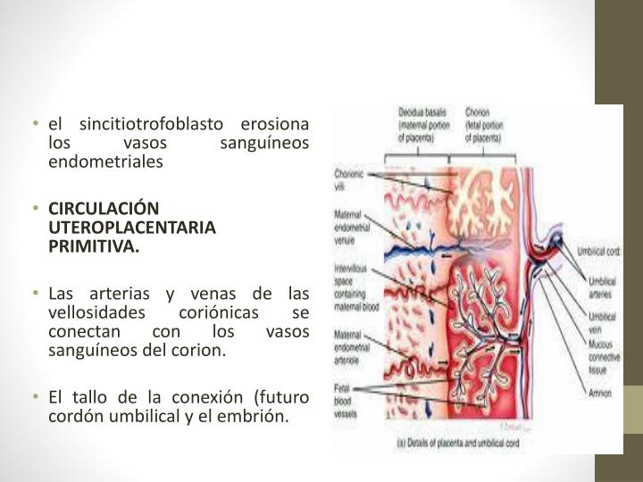 PPT - LA PLACENTA Y SU FISIOLOGIA PowerPoint Presentation - ID:2616331