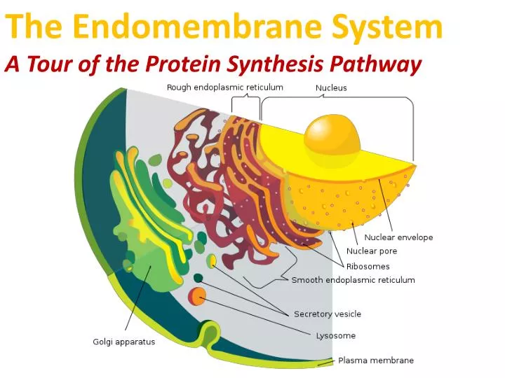 PPT - The Endomembrane System A Tour of the Protein Synthesis Pathway ...