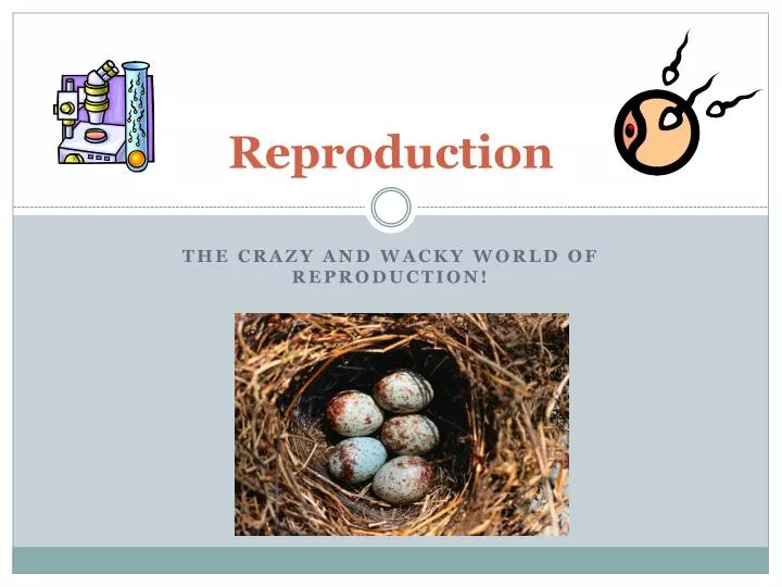PPT - Reproduction PowerPoint Presentation, free download - ID:2616649