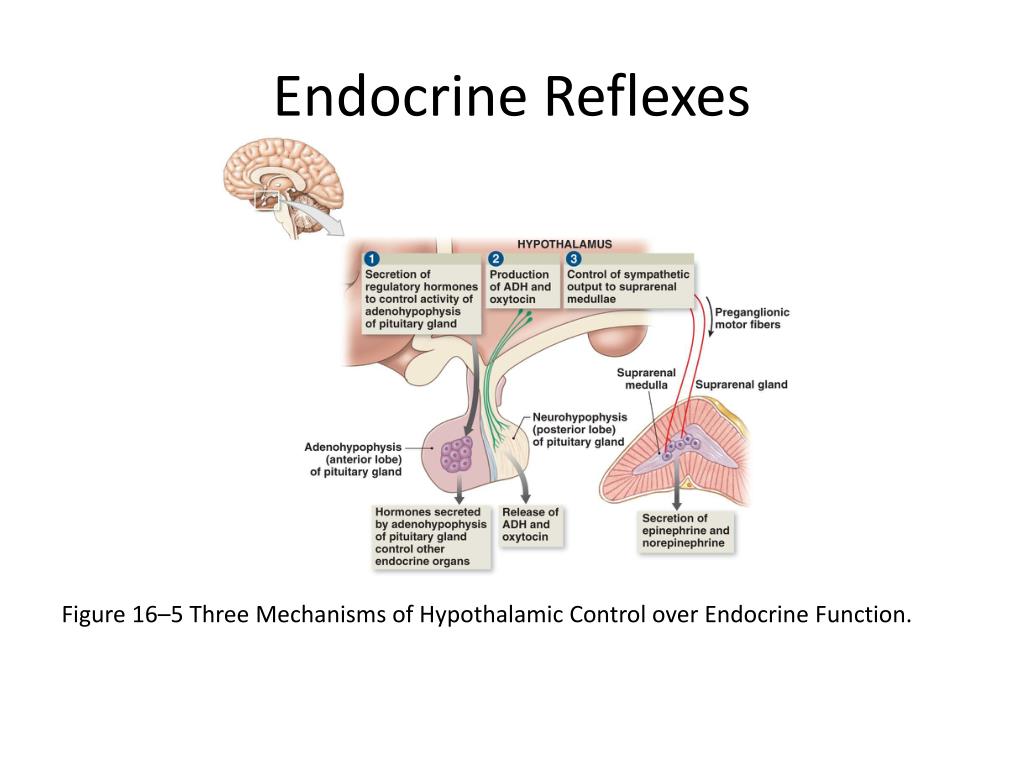 PPT - Mechanisms of Hormone Action PowerPoint Presentation, free ... PPT - Mechanisms of Hormone Action PowerPoint Presentation, free ...