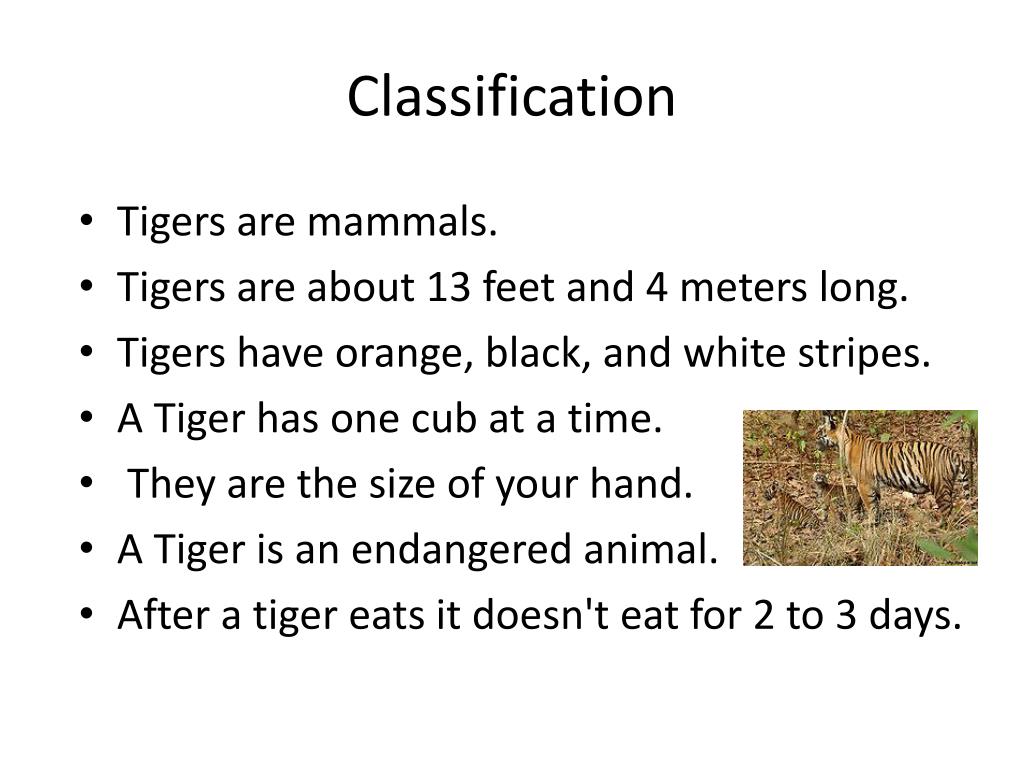 Levels Of Classification Tiger at Skye Milliner blog