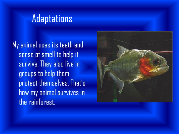 PPT - Piranhas in the Rainforest PowerPoint Presentation - ID:2617890