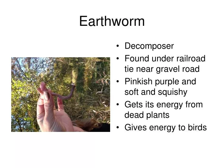 PPT - Earthworm PowerPoint Presentation, free download - ID:2618695