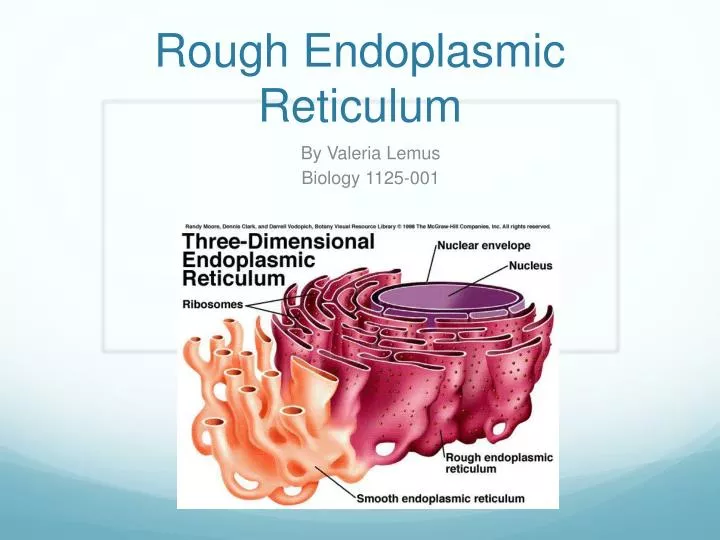 PPT - Rough Endoplasmic Reticulum PowerPoint Presentation, free ...