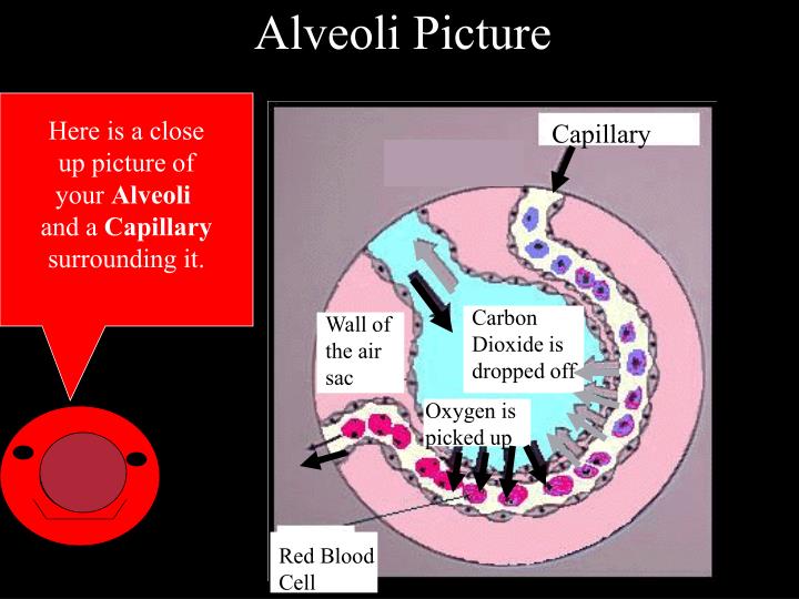 PPT - The Respiratory System PowerPoint Presentation - ID:2620283