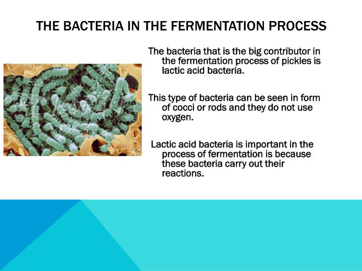 PPT - Pickle Fermentation PowerPoint Presentation - ID:2620661