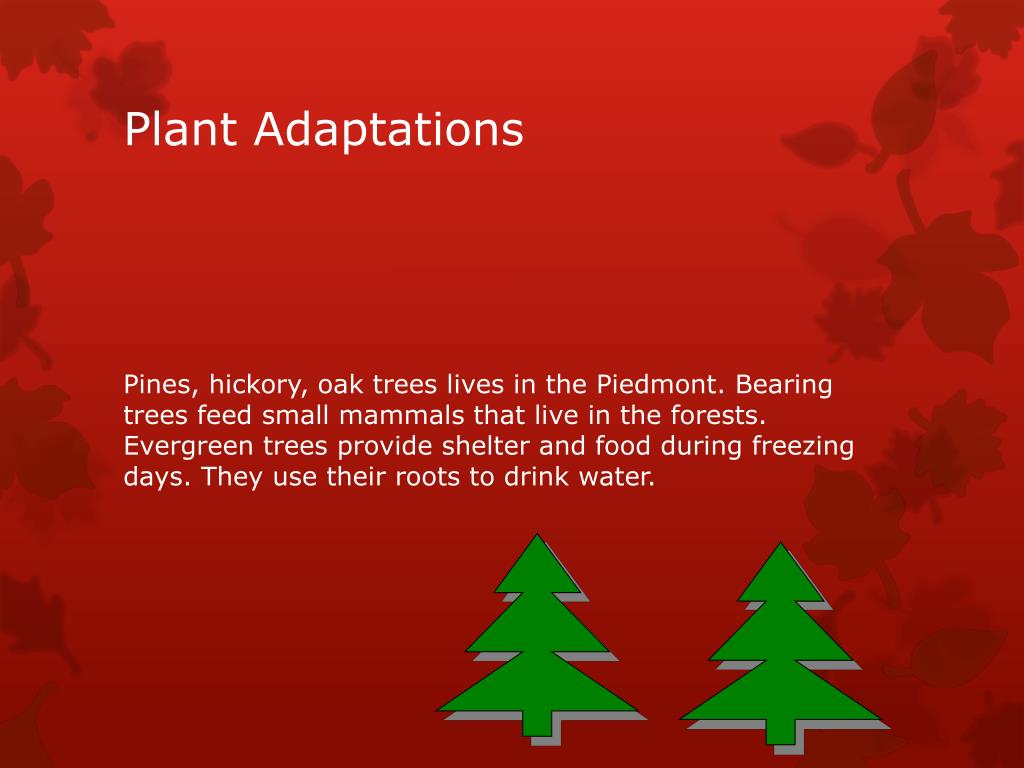 PPT - Georgia Plant and Animal Adaptations PowerPoint Presentation ...