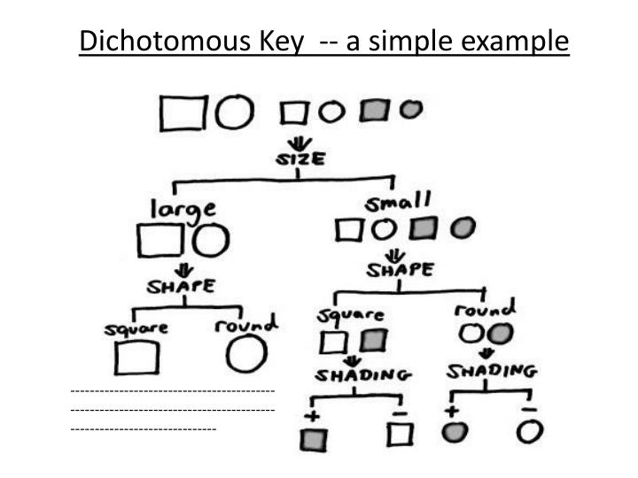 PPT - Microscopy PowerPoint Presentation - ID:2620783
